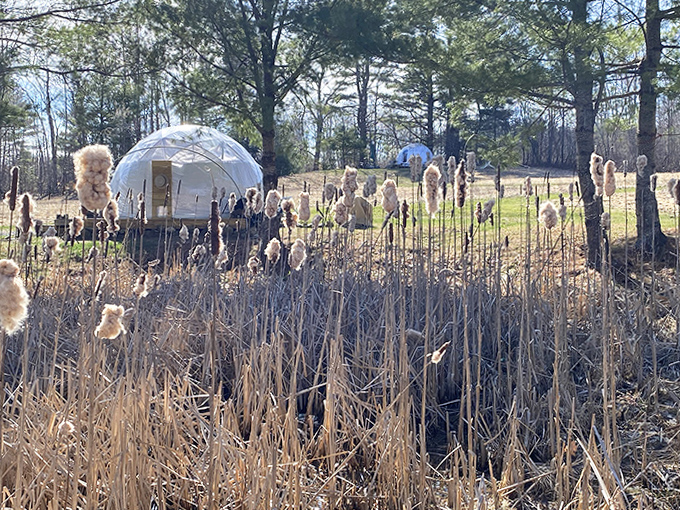 Standing sentinel among cattails, this geodesic wonder proves geometry can indeed be romantic.