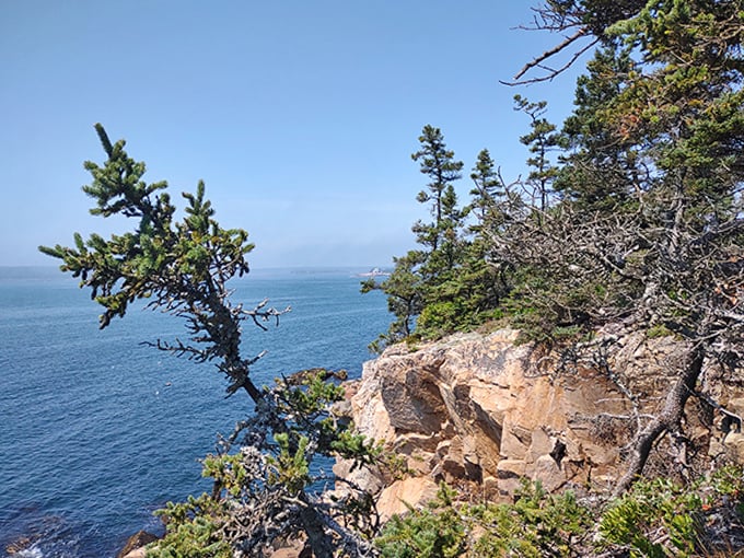 Sentinel pines stand guard over Acadia's coastline, their wind-sculpted silhouettes framing the endless blue horizon beyond.