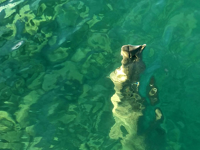 Excuse me, just passing through! &ndash; a graceful cownose ray glides through Rockport's crystal-clear waters like a living fossil.