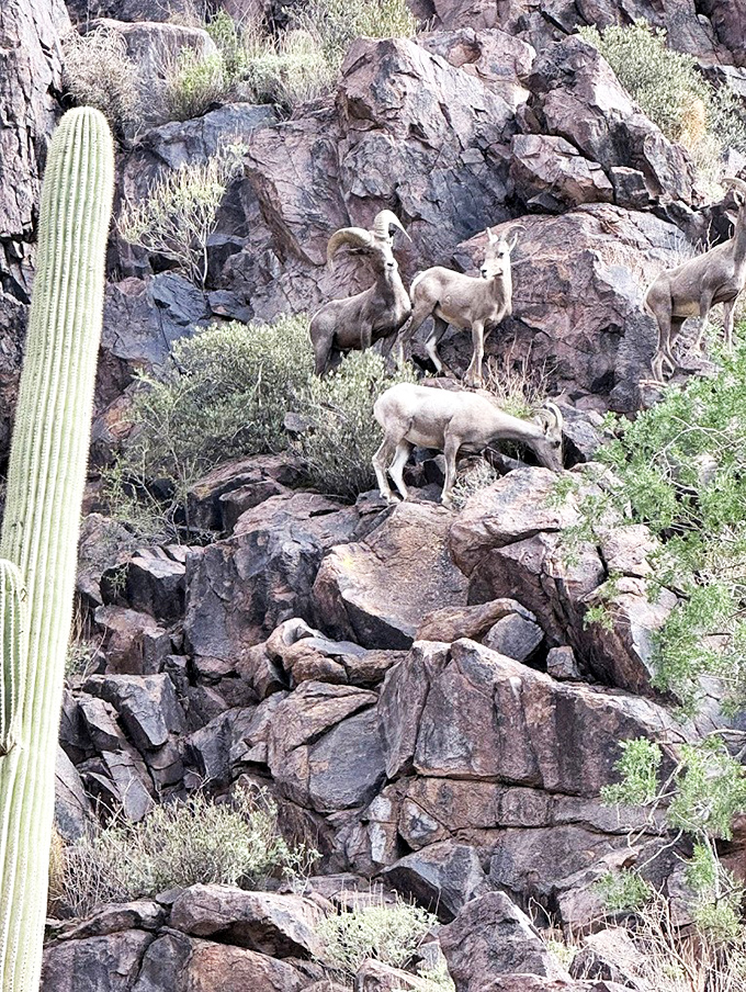 Desert bighorn sheep navigate the rocky slopes with enviable ease, posing briefly as if aware of their celebrity status.
