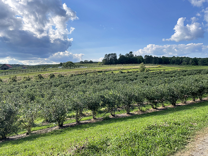 Rolling fields and orchards showcase Vermont's agricultural heritage that continues to thrive in Putney's fertile valley.