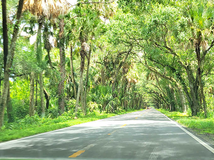The lush greenery flanking both sides of the Martin Grade creates a corridor of wilderness, home to deer, turtles, and countless bird species.
