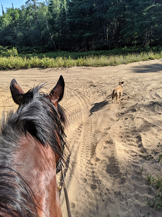 Even the farm dogs join the fun, racing alongside their equine friends through sandy trails – proof that adventure is best shared.