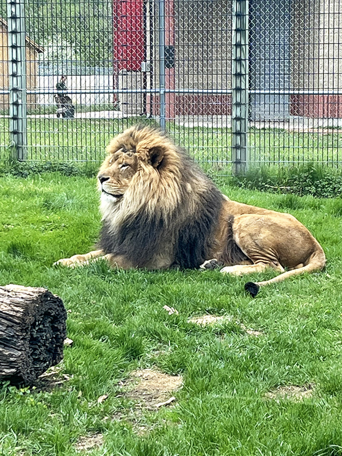 His Majesty at rest &ndash; even a lion's afternoon nap looks majestic when you've got a mane like that.