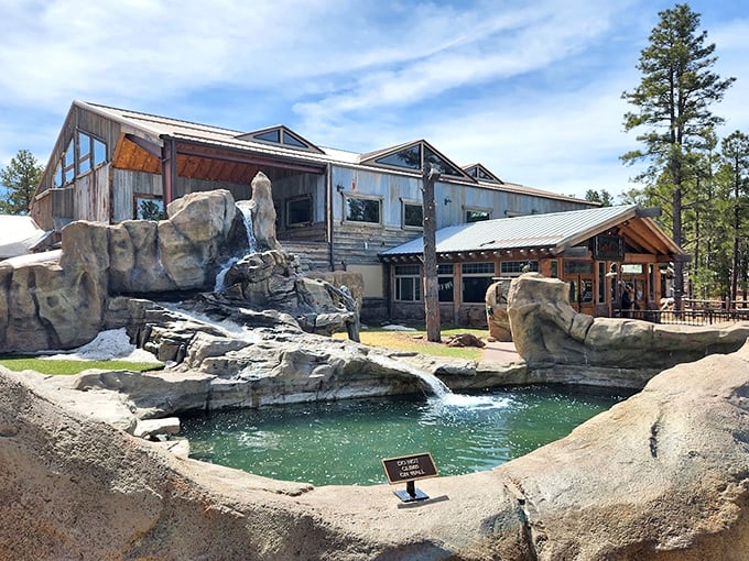 The towering pines of Williams provide the perfect backdrop for Bearizona's residents, creating a genuine forest experience for visitors and animals alike.