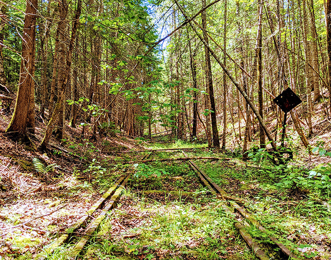 Ghost tracks disappearing into the forest – nature slowly reclaiming what man abandoned decades ago.