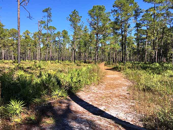 Sandy trails wind through pine flatwoods, offering peaceful walks where the only traffic jam involves the occasional gopher tortoise crossing.