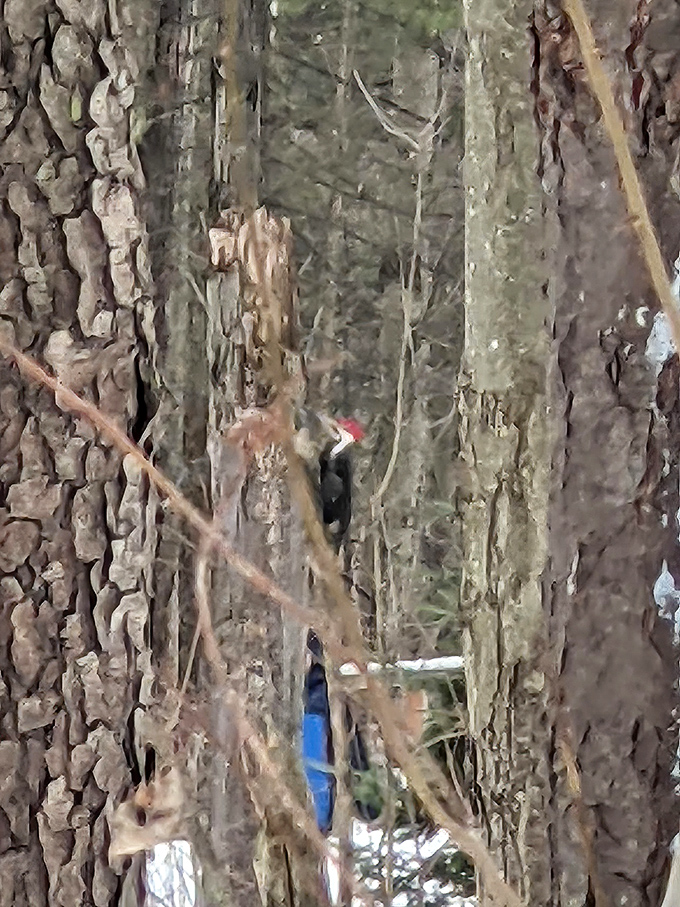 Nature's percussion section &ndash; a pileated woodpecker announces its presence, drumming rhythmically against ancient bark in search of insects.