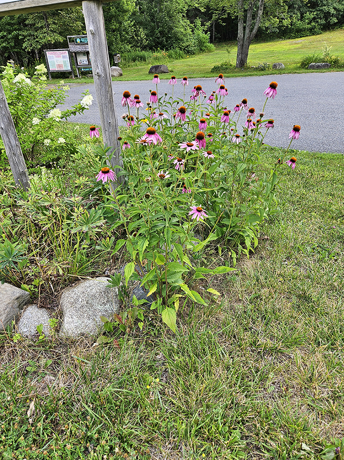 Purple coneflowers standing tall like a crowd of enthusiastic concert-goers, their spiky centers reaching up as if trying to catch the music of summer.