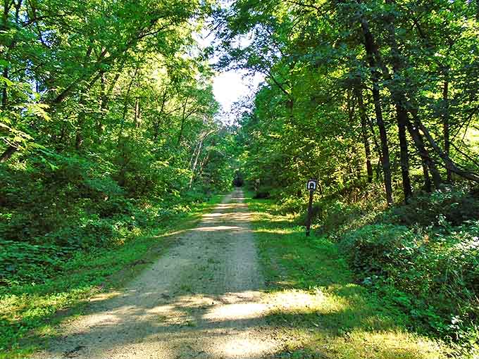 Dappled sunlight creates nature's spotlight on this serene stretch of the Badger State Trail approaching the tunnel.