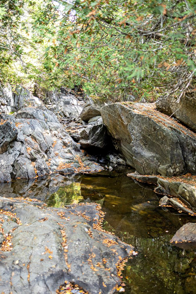 Shallow pools offer moments of reflection, both literally and figuratively, as the forest mirrors itself in nature's looking glass.