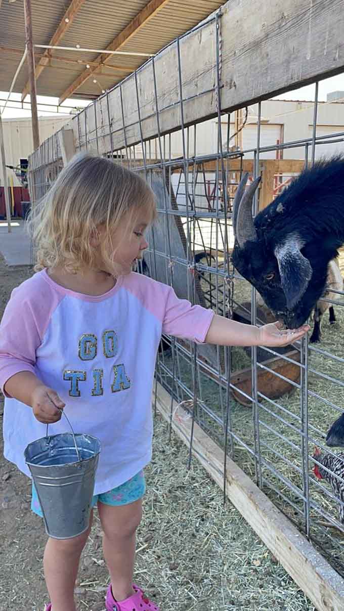 Feeding time at the goat pen turns everyone into an instant animal whisperer, or at least makes them feel like one.