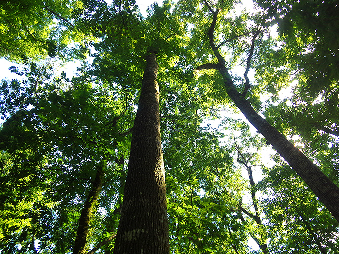 Towering trees reach skyward in a botanical cathedral, their leafy canopy filtering sunlight into nature's stained glass.