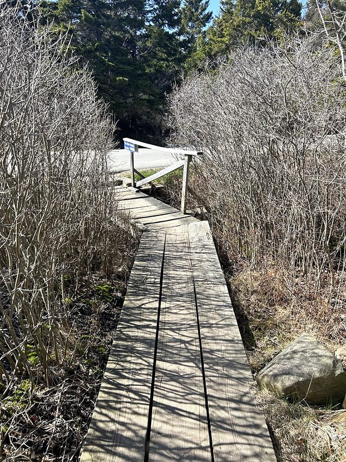 Wooden boardwalks guide visitors through sensitive marsh areas &ndash; Mother Nature's version of rolling out the red carpet.
