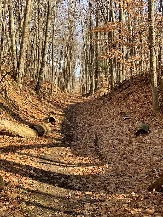 This forest pathway whispers ancient secrets as sunlight filters through the canopy, creating a natural cathedral for hikers seeking solitude.