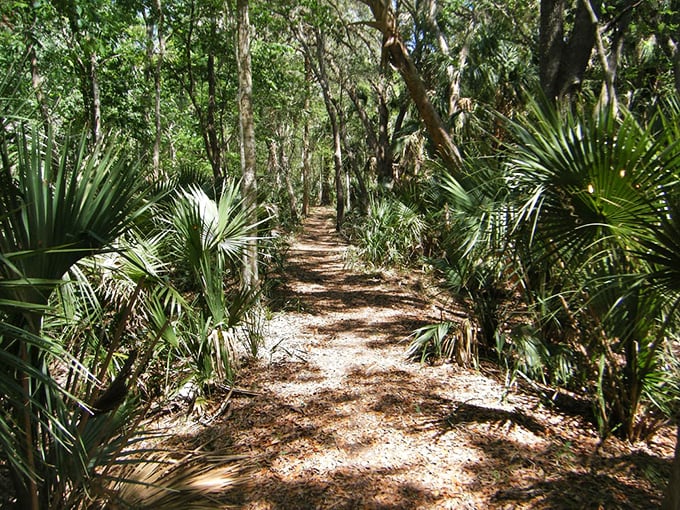 Dappled sunlight filters through the canopy, creating a natural spotlight on this serene trail through old Florida's remaining wilderness.