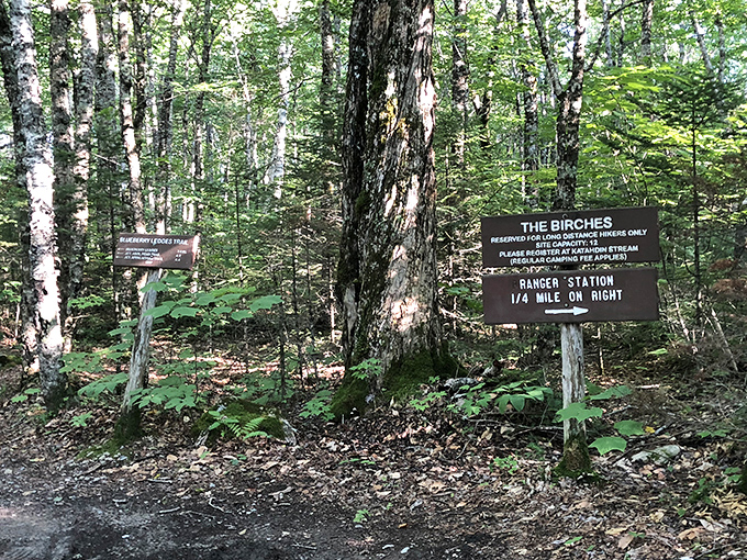 Trail markers: the original GPS system, except these won't reroute you when your phone battery dies at 5,000 feet.