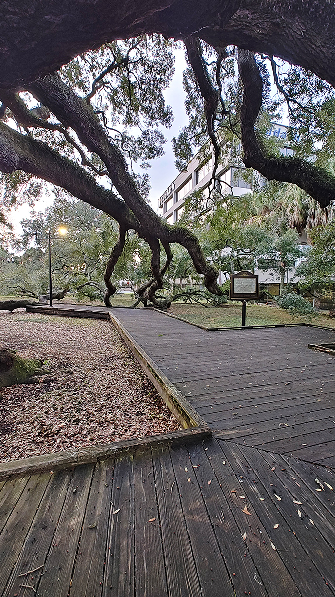 Dappled sunlight creates ever-changing patterns on the walkway, nature's own light show performed daily for free.