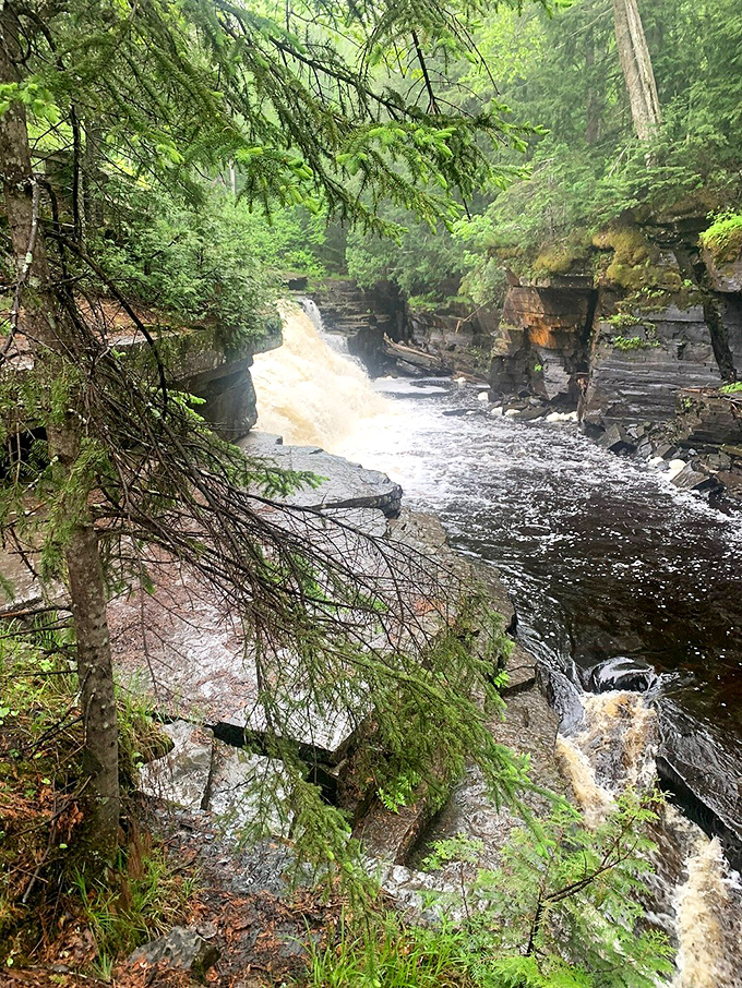 Sunlight filters through the forest canopy, illuminating the rushing waters as they carve their determined path through ancient stone.
