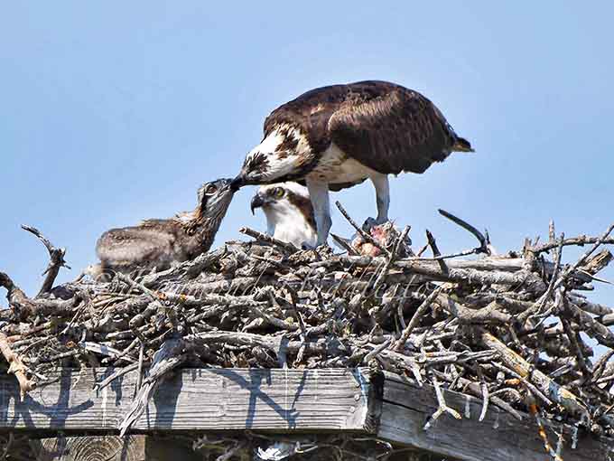 Family dinner time in the osprey household, proving that even birds are better at meal planning than most humans.