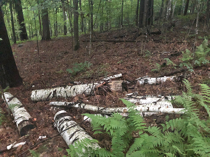 Fallen birch logs create natural seating for forest contemplation, because sometimes the best furniture is the kind that grew there first.