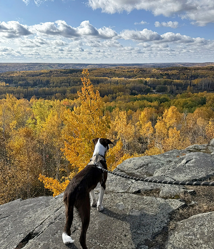 Canine companion: A four-legged explorer takes in the vast autumn panorama, proving the best views are better when shared.