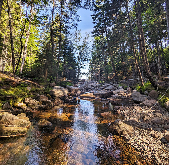 A gentle forest stream meanders toward the ocean, providing a soothing soundtrack for hikers following its path to paradise.