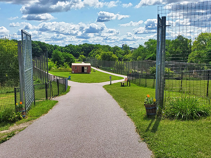 Pathways to wonder: The well-maintained walkways guide visitors through a world where big cats reign supreme.