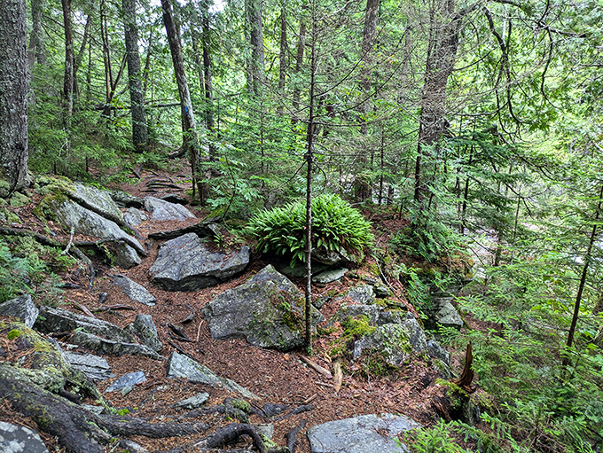 Pine-scented pathways wind through Maine's wilderness, where every step reveals new natural treasures waiting to be discovered.