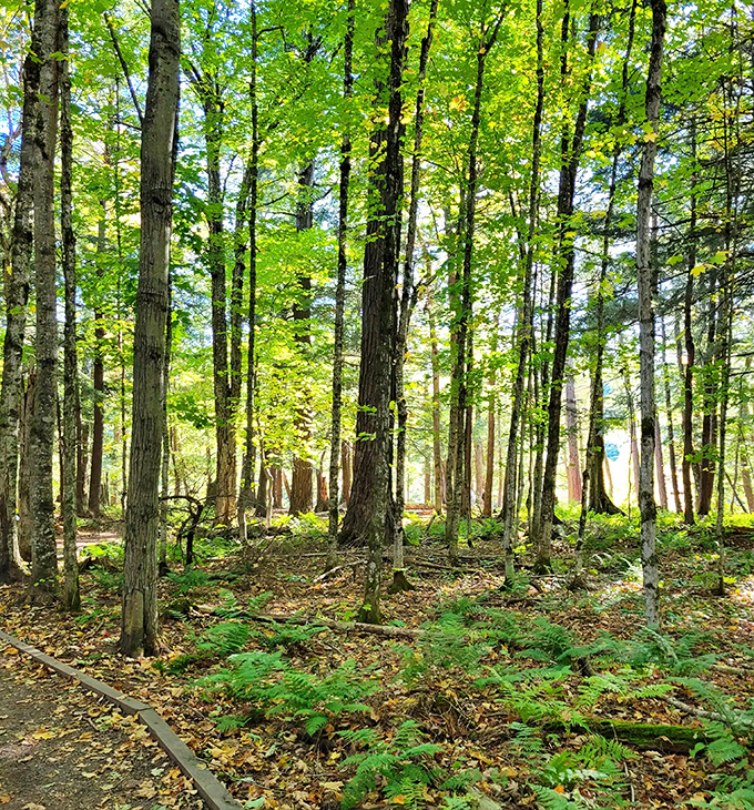 Sunlight filters through the forest canopy like nature's own stained glass, creating a cathedral-like atmosphere that inspires hushed voices.