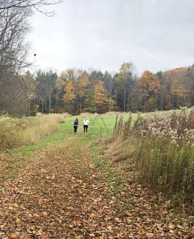 Forest cathedral Ascutney's towering pines create natural columns of green, offering cool shade and that distinctive Vermont woodland perfume.