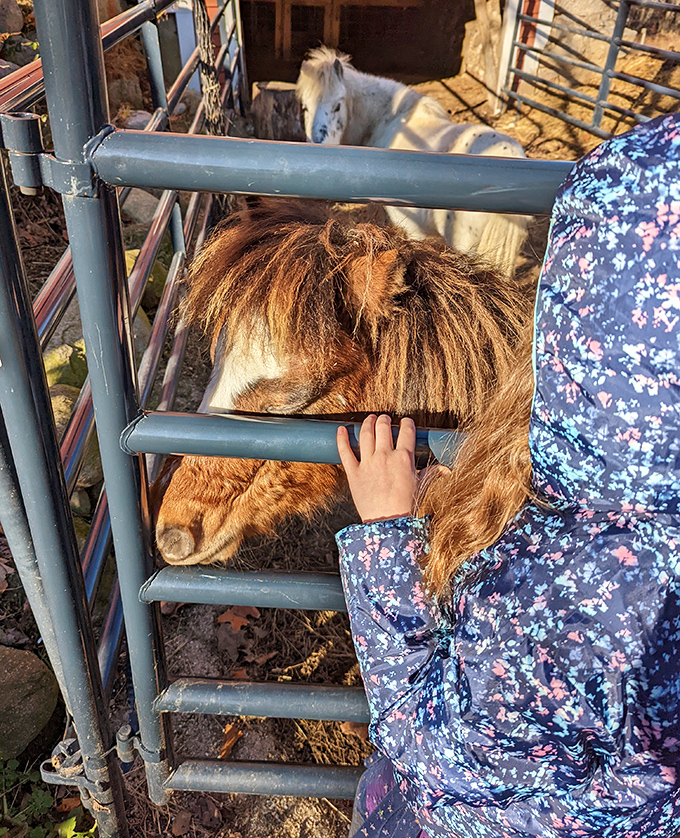A gentle moment of connection through the fence, where curious fingers meet the soft fur of a patient goat.