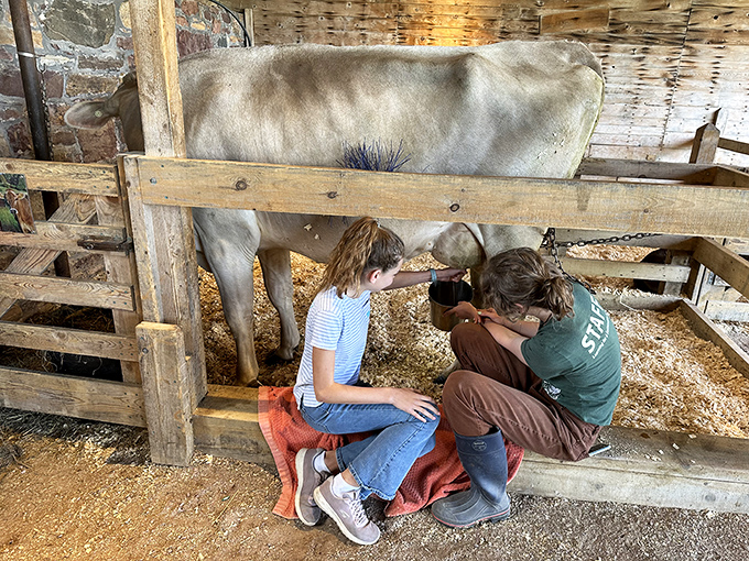 Farm education in action: Young visitors learn the ancient art of milking, connecting with agriculture in ways no textbook could teach.