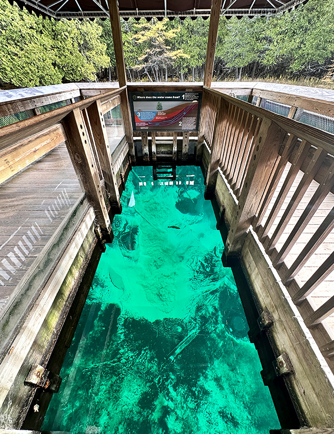 The observation raft offers a floating window into an underwater world where ancient tree trunks create natural art installations.