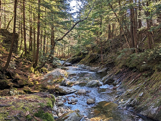 Sunlight filters through the forest canopy, turning an ordinary stream into a ribbon of liquid gold.