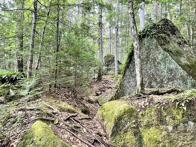 Sunlight filtering through forest canopy creates a magical pathway along the trail, where moss-covered boulders hint at glacial origins.