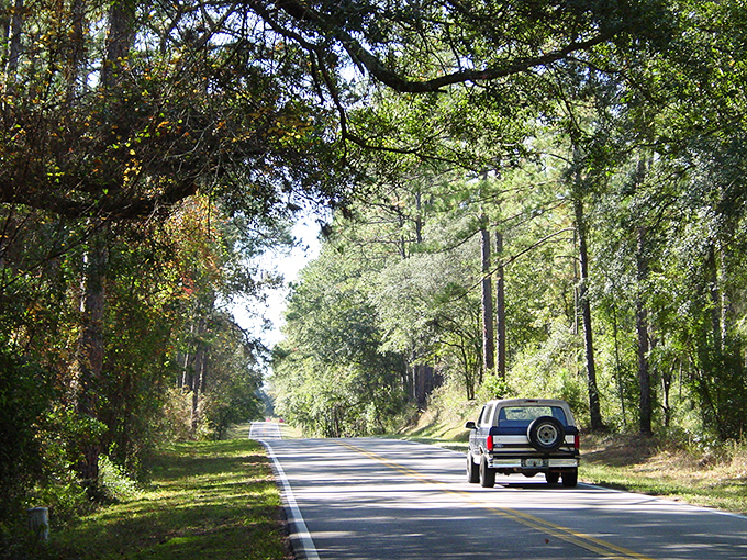 Nature's cathedral: towering pines create a dappled sunlight corridor along the Forest Trail section of the byway.