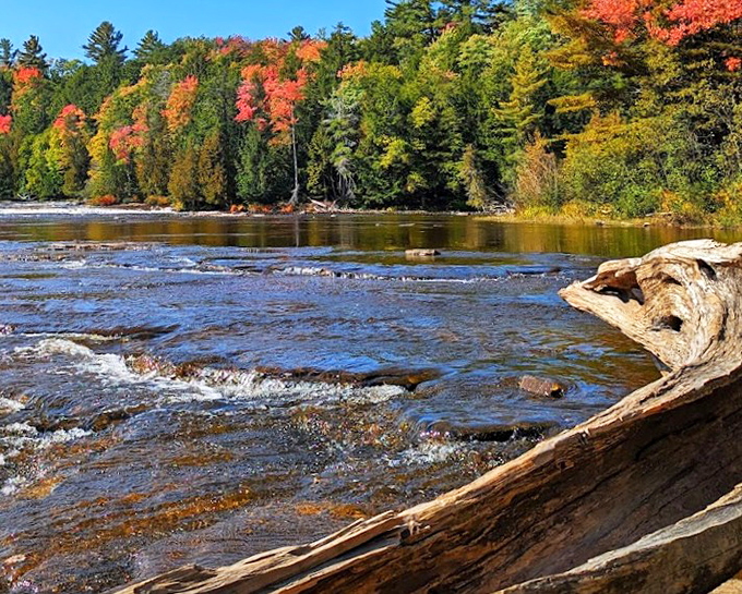 Autumn transforms the Tahquamenon riverbank into a painter's palette, where every maple and birch competes to outshine the amber waters below.