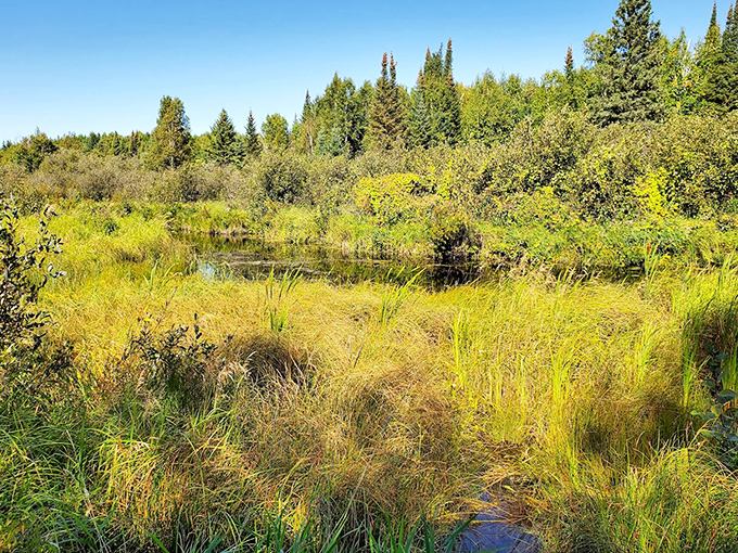 A pristine wetland mirrors the sky, creating a double dose of Minnesota blue that would make even Paul Bunyan pause in wonder.