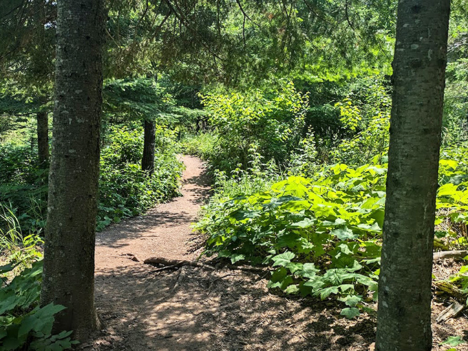 Dappled sunlight plays across the forest floor, turning an ordinary path into a magical journey through shifting patterns of light and shadow.