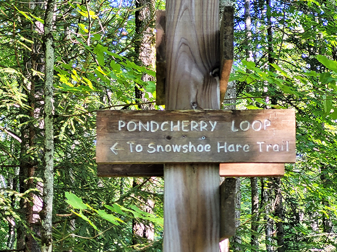 A wooden trail sign points the way to Pondcherry Loop, promising more adventures for those willing to explore further.