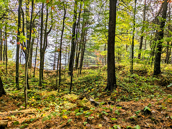 Forest floor carpeted in fallen leaves &ndash; nature's most beautiful way of showing that letting go can create something magical.