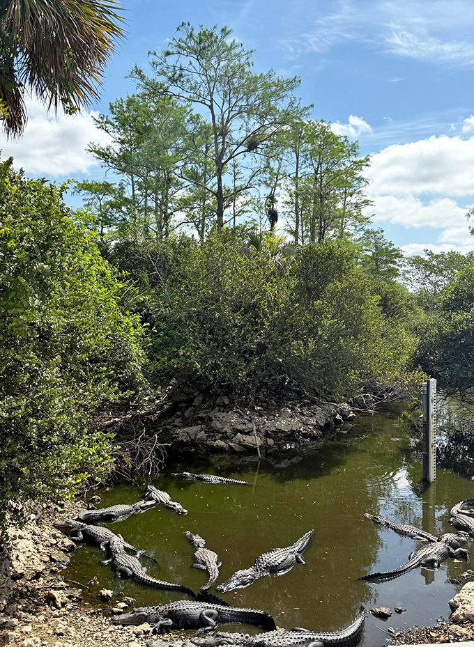 Alligator convention in session! These prehistoric sunbathers have claimed prime waterfront real estate along the Loop Road banks.