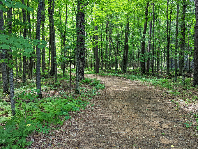 Sunlight filters through a verdant canopy, dappling this inviting trail with golden spotlights that guide wanderers through the peaceful forest.