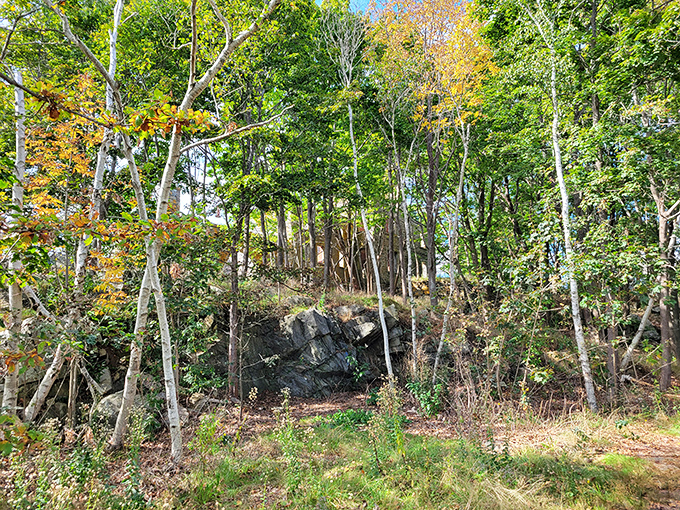 Forest guardians: Tall trees stand sentinel around the mansion ruins, their seasonal changes marking time against the unchanging stones.