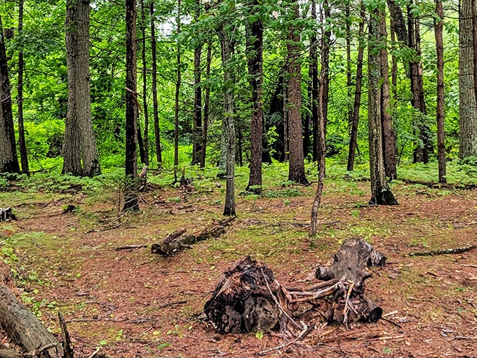 The forest floor tells its own story, with fallen logs and emerging growth creating nature's perfect cycle.