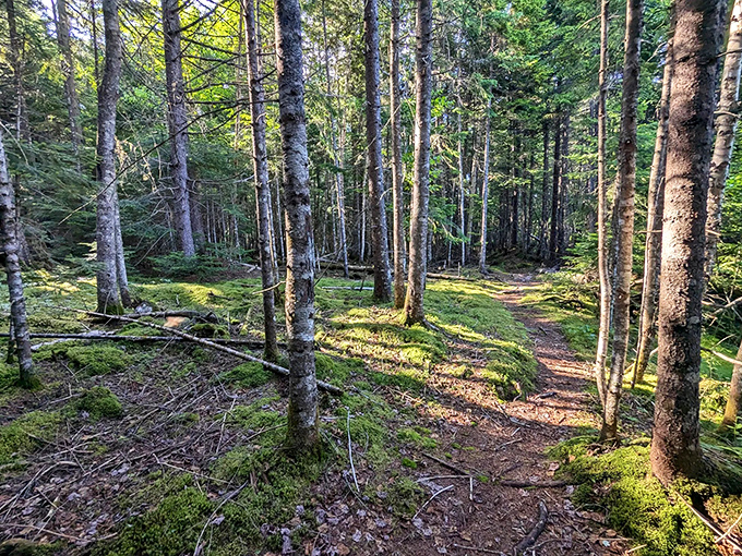 Oquossoc's forest trails welcome hikers with a carpet of pine needles soft enough to make even the longest hikes feel gentle on tired feet.