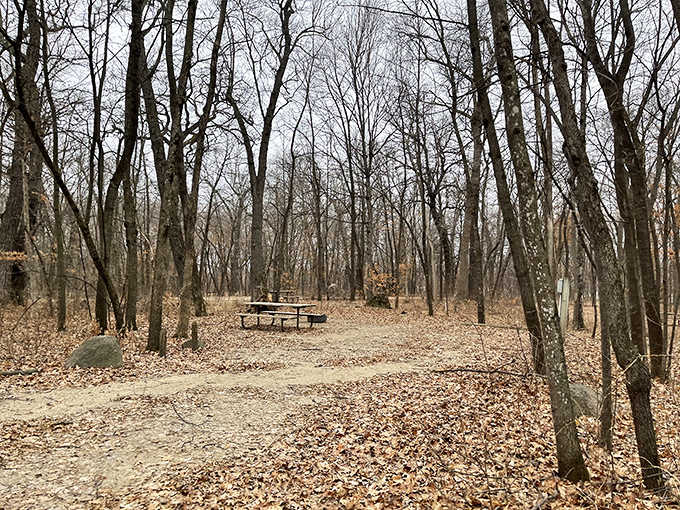 Winter reveals the bones of the forest at Sakatah Lake State Park, where quiet trails await cross-country skiers.