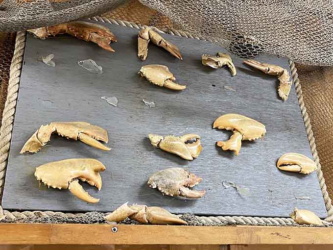 Thousands of shells in every imaginable color and pattern create a stunning display of nature's artistic genius and diversity.