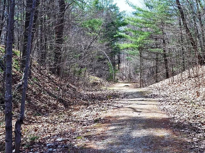 Winter's bare trees create natural archways along the Old Narrow Gauge Trail, where history and nature blend seamlessly.